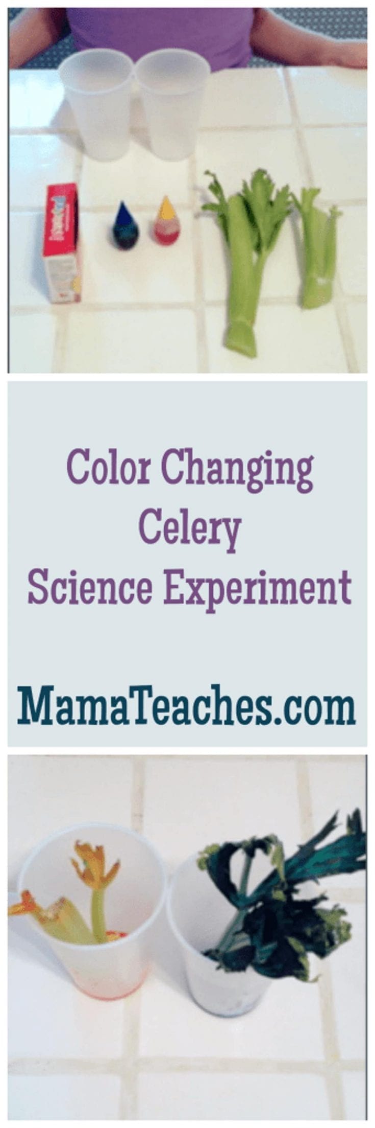 Color Changing Celery Experiment - Mama Teaches