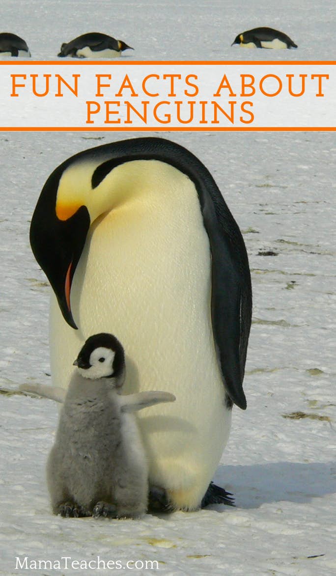 Fun Facts About Penguins For Kids Mama Teaches