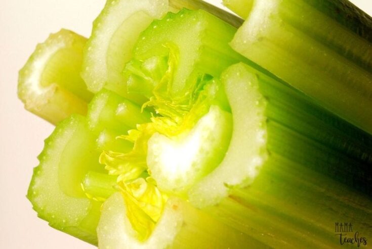 Color Changing Celery Experiment - Mama Teaches