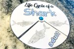 Shark Life Cycle Activity for Children - Mama Teaches