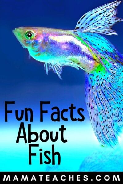 10 Fun Facts About Fish That Every Kid Needs to Know - Mama Teaches