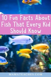 10 Fun Facts About Fish That Every Kid Needs to Know - Mama Teaches