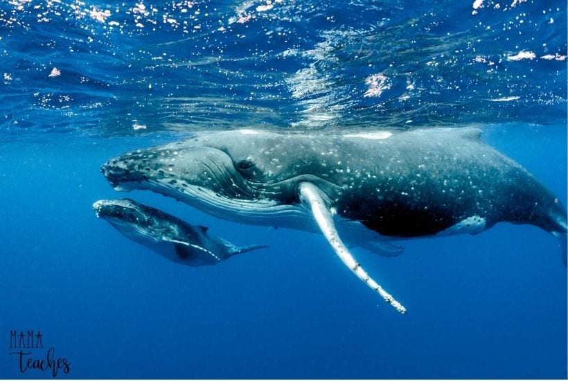 Whale Facts For Kids 8 Facts Every Child Should Know Mama Teaches Whale Facts For Kids 8 Facts Every Child Should Know Mama Teaches