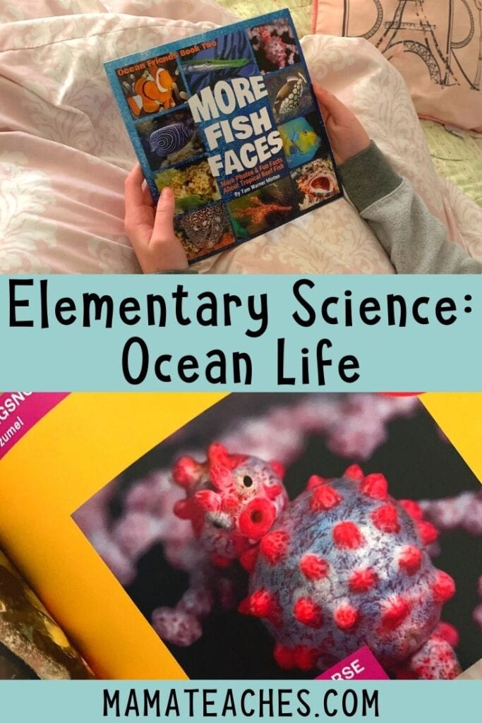 Learning About Ocean Life for Kids - Mama Teaches