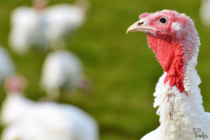 Fun Facts About Turkeys for Kids - Mama Teaches