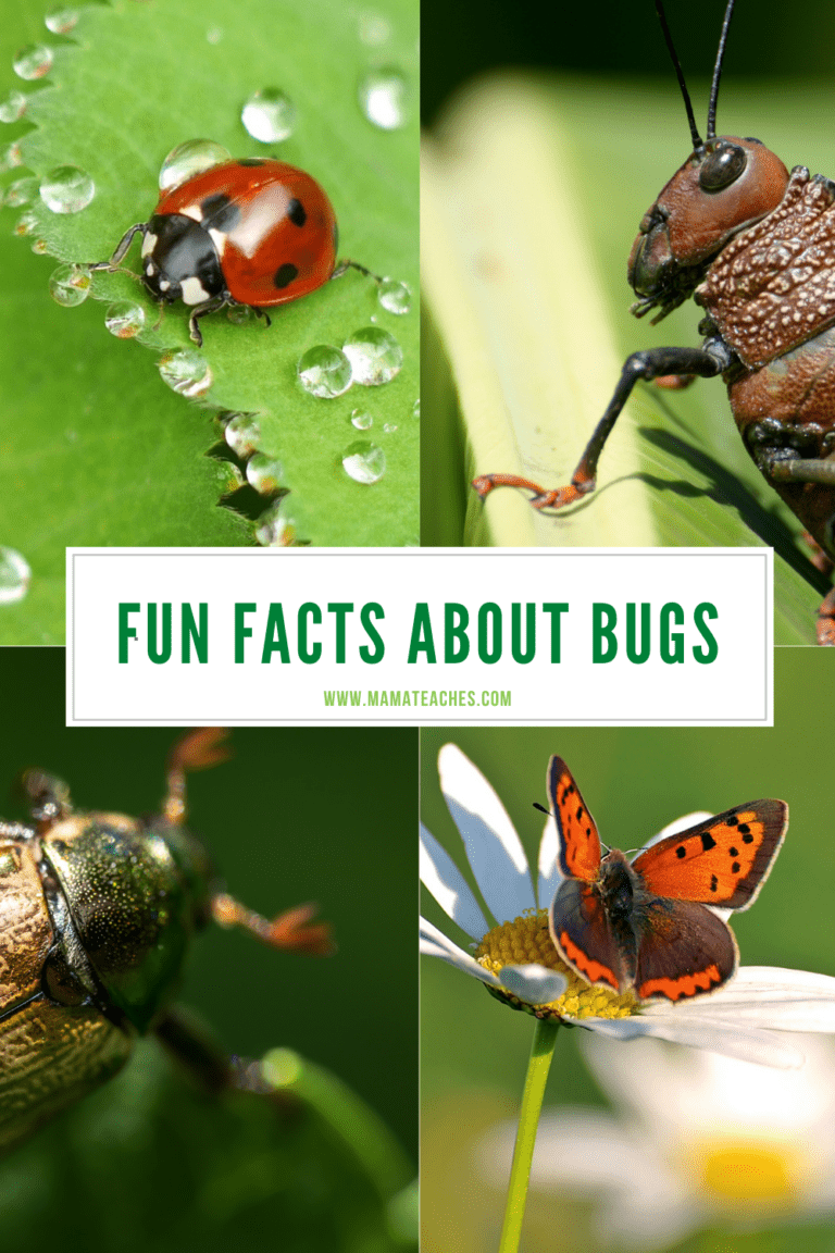 Interesting and Fun Facts About Insects - Mama Teaches