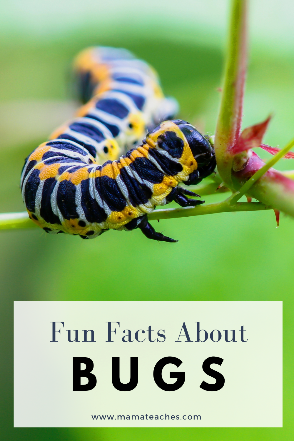 Interesting And Fun Facts About Insects Mama Teaches
