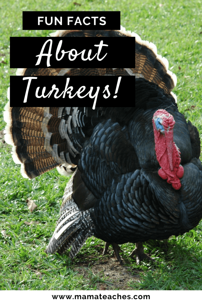 Fun Facts About Turkeys for Kids - Mama Teaches