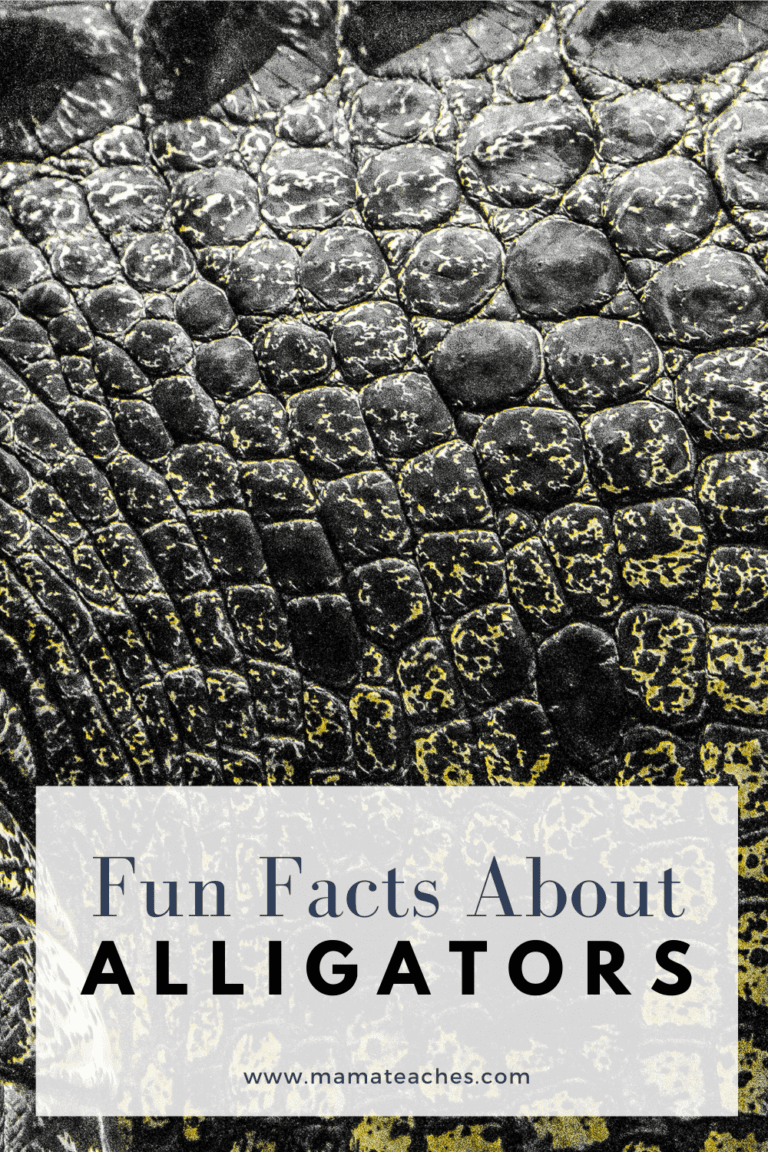 Fun Facts About Alligators for Kids - Mama Teaches