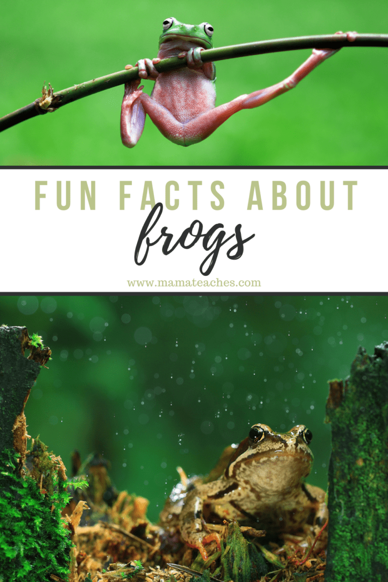 Fun Facts About Frogs for Kids - Mama Teaches