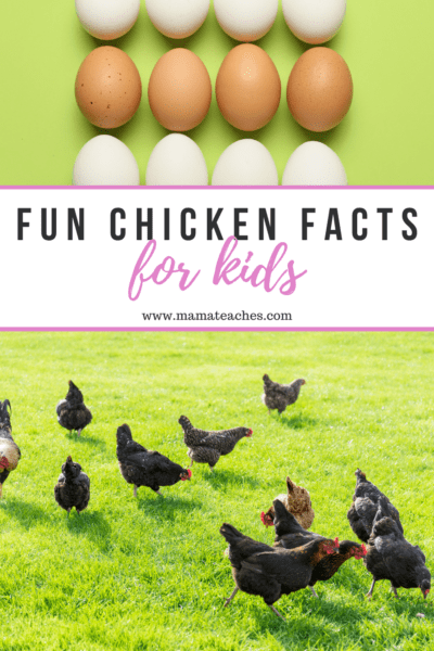 Fun Chicken Facts for Kids: Fun Science Facts - Mama Teaches