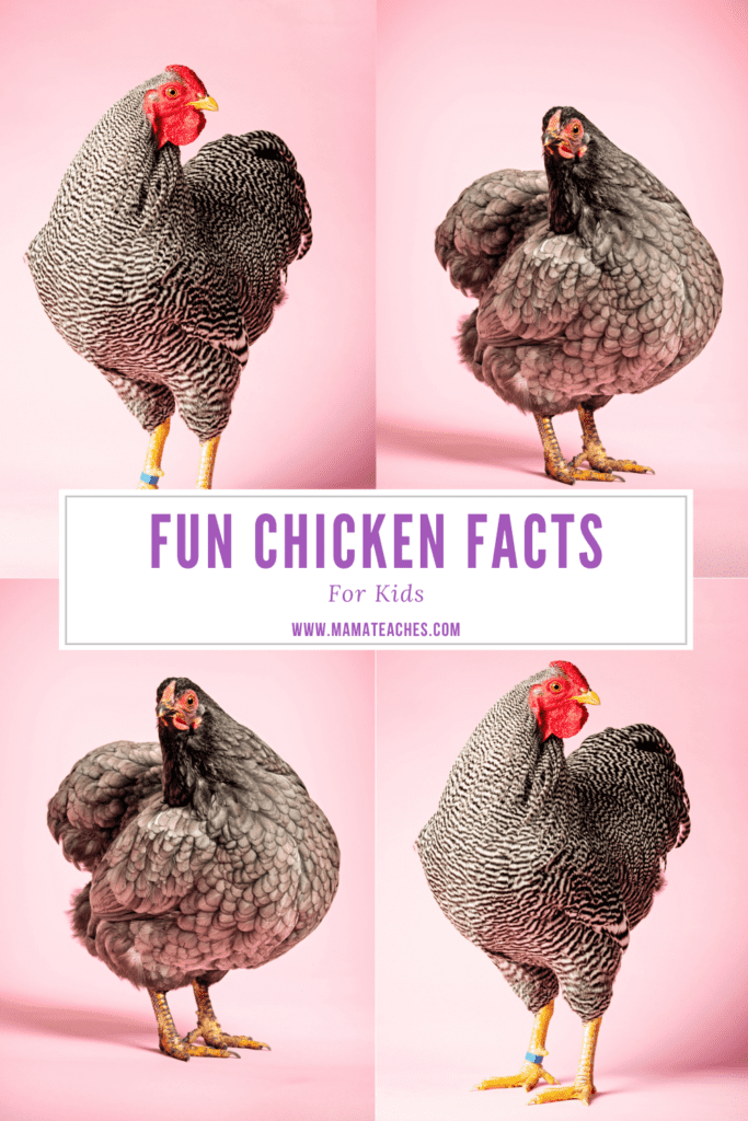 Fun Chicken Facts for Kids: Fun Science Facts - Mama Teaches