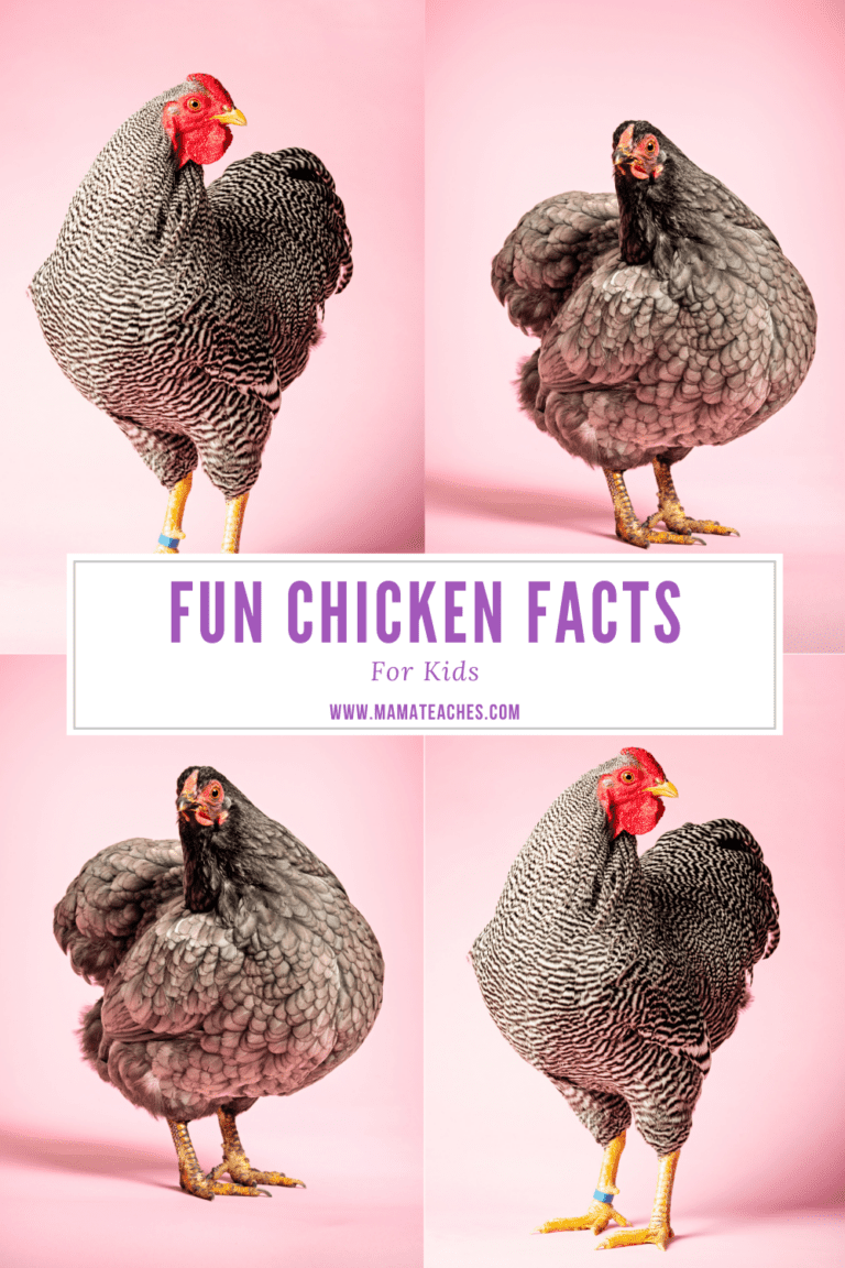 Fun Chicken Facts for Kids: Fun Science Facts - Mama Teaches