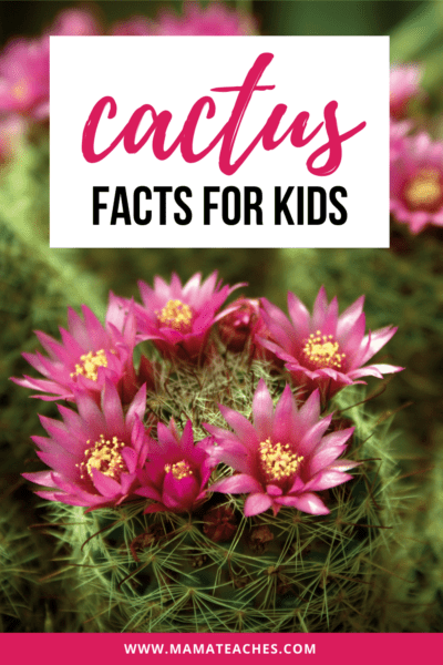 Cactus Facts for Kids: Fun Facts for Kids - Mama Teaches