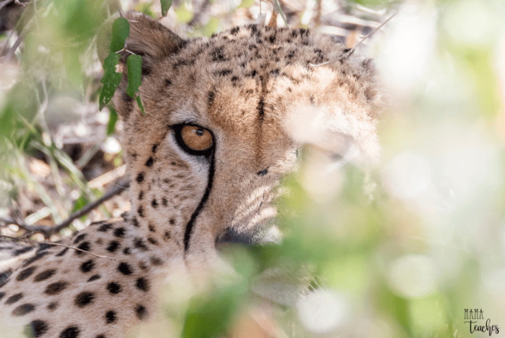 Cheetah Fun Facts for Kids of All Ages - Mama Teaches