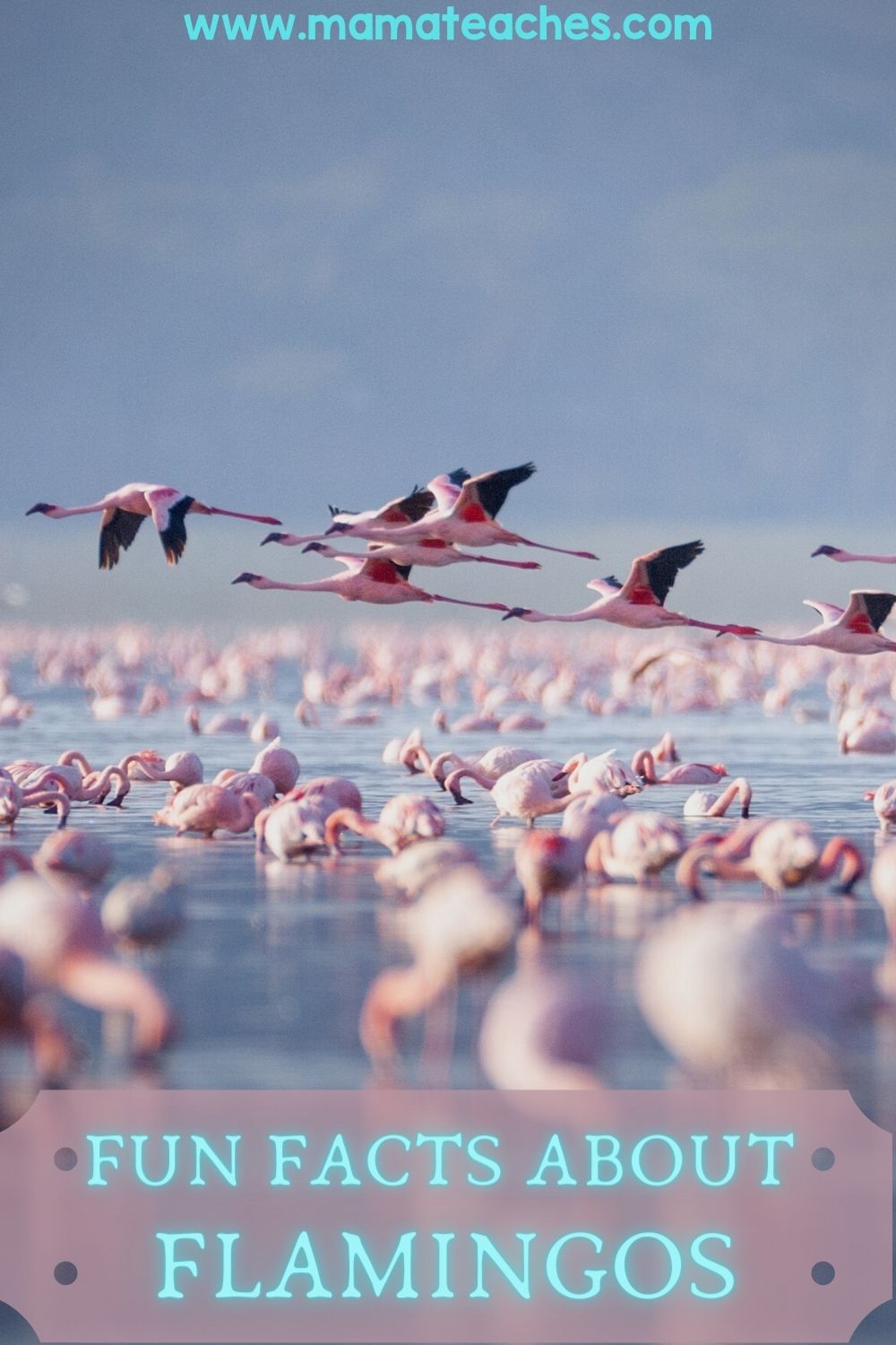 Fun Facts About Flamingos - Mama Teaches