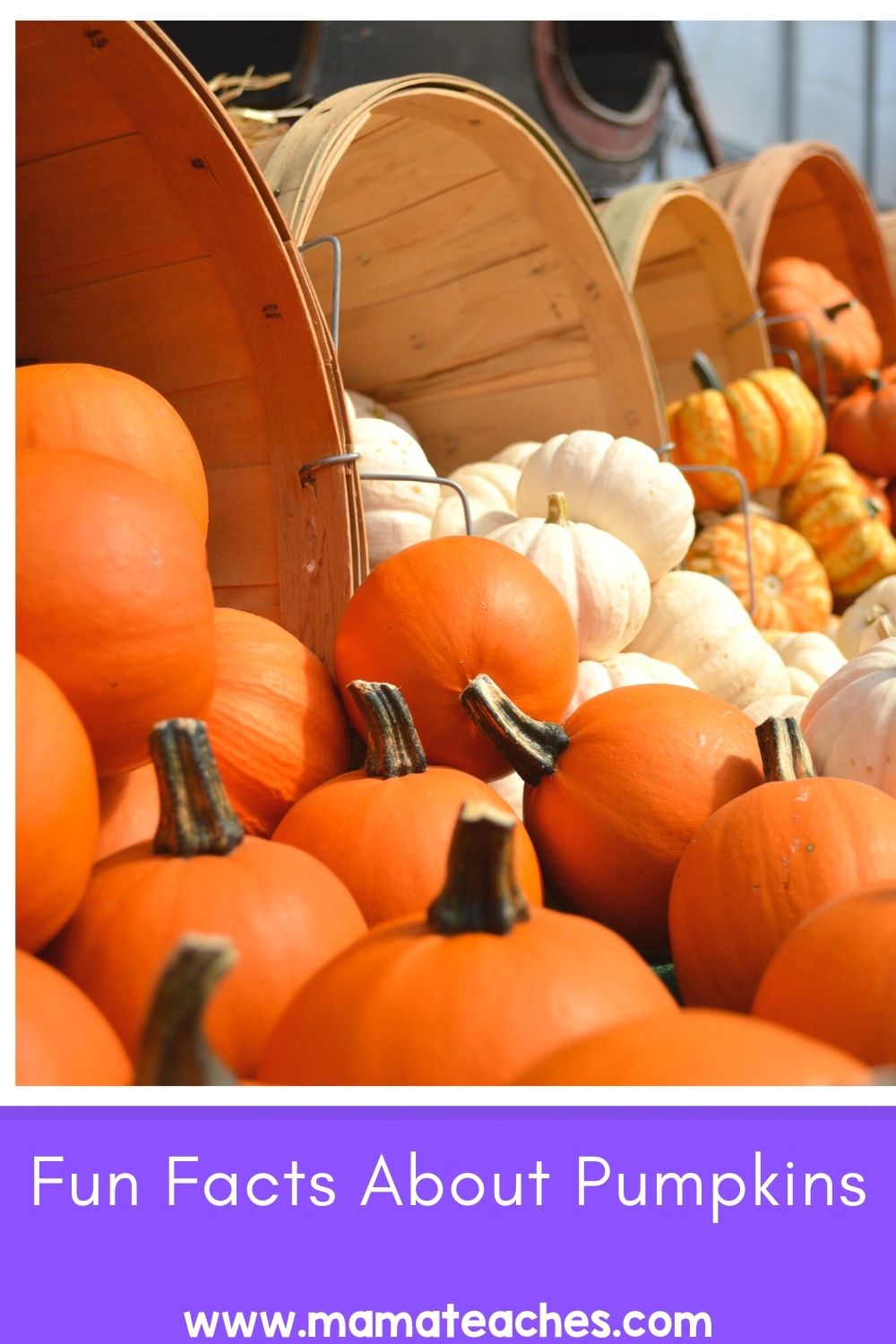 Pumpkin Facts for Kids - Mama Teaches