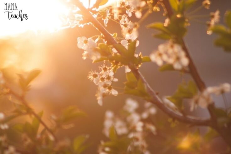 25 Spring Writing Prompts for Middle Schoolers - Mama Teaches