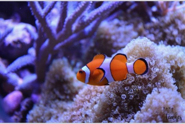 25 Fun Fish Activities - Mama Teaches