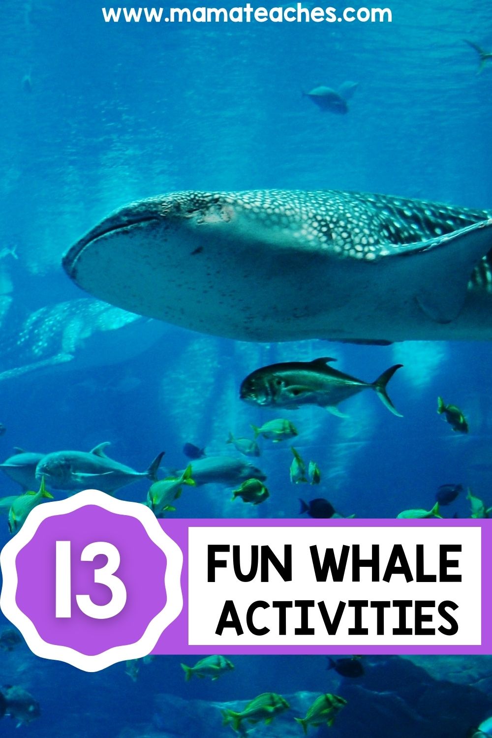 13 Fun Whale Activities - Mama Teaches