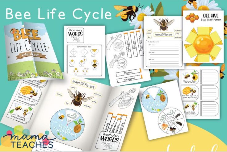 All About Bees: Teaching Kids About Bees - Mama Teaches