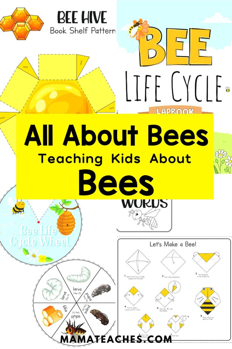 All About Bees: Teaching Kids About Bees - Mama Teaches