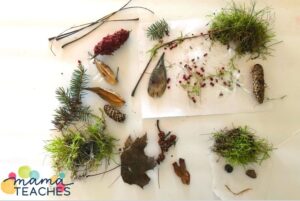 Make a Nature Collage with Kids - Mama Teaches