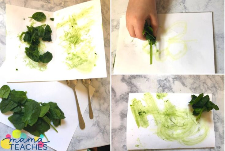 STEM: Chlorophyll Science Activity - Mama Teaches