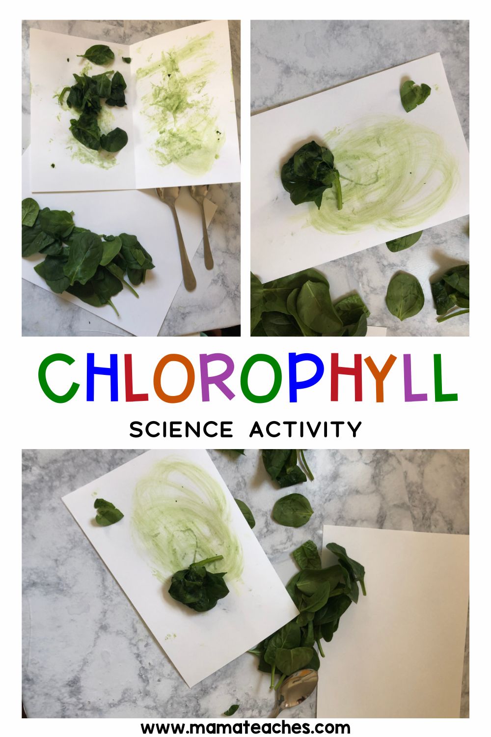 STEM: Chlorophyll Science Activity - Mama Teaches