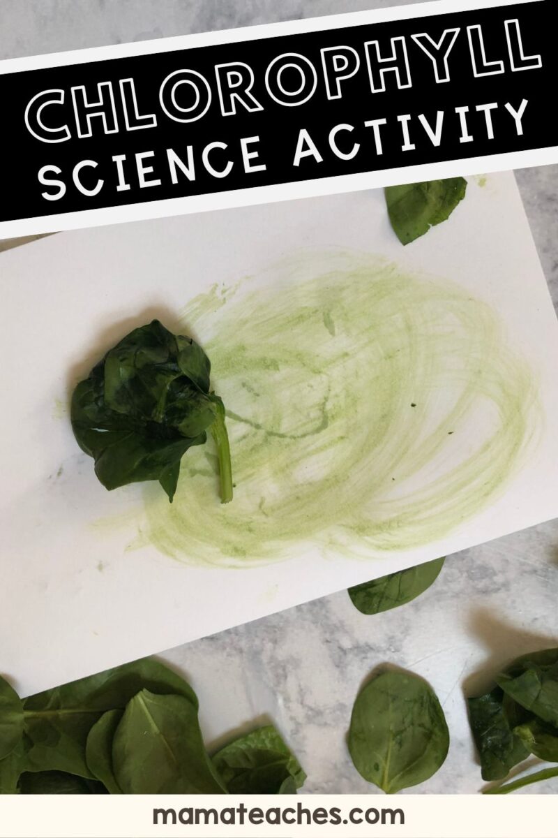 STEM: Chlorophyll Science Activity - Mama Teaches