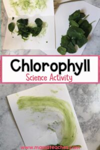 STEM: Chlorophyll Science Activity - Mama Teaches
