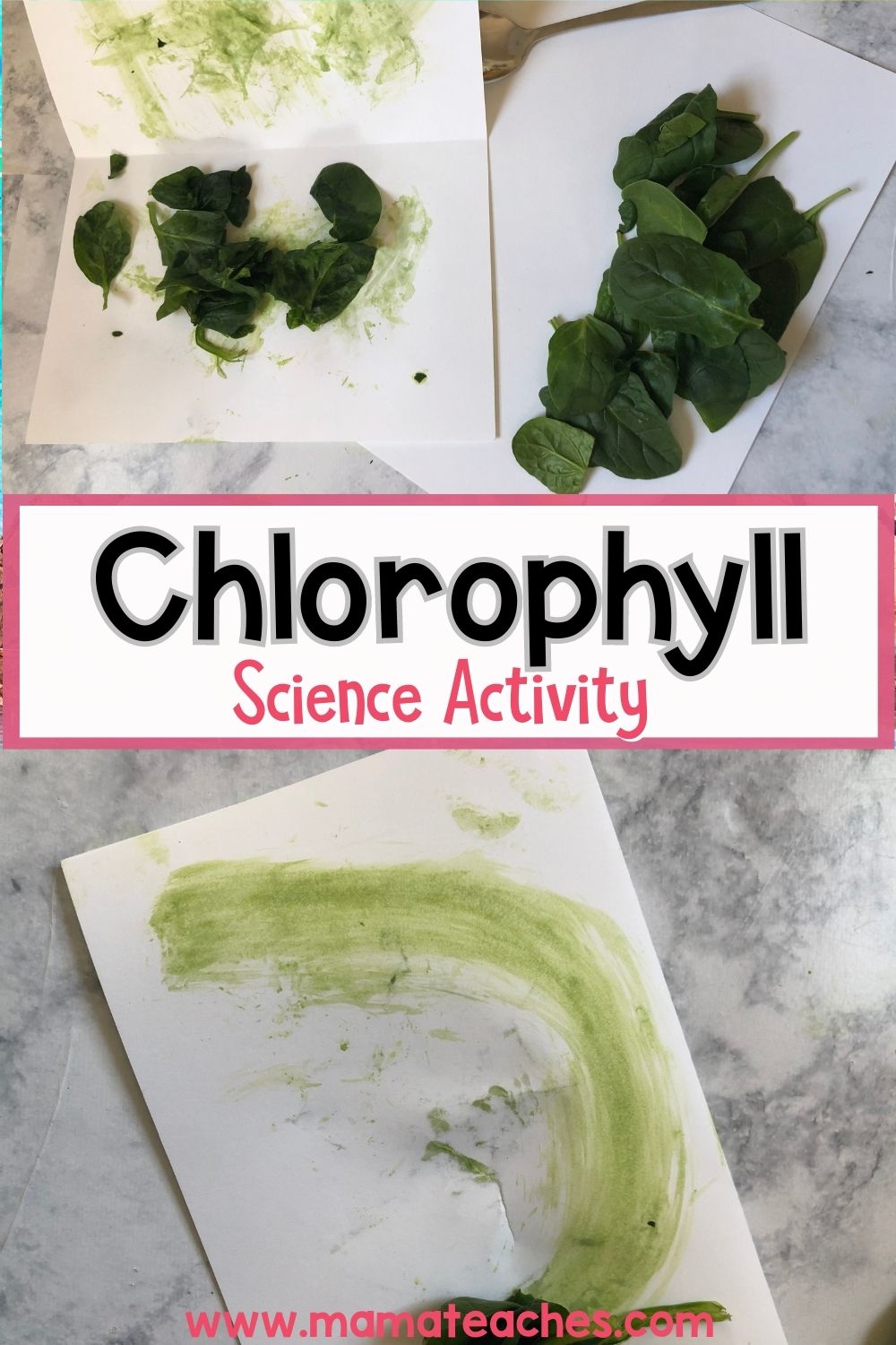 STEM: Chlorophyll Science Activity - Mama Teaches