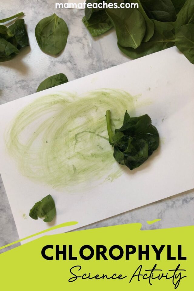 STEM: Chlorophyll Science Activity - Mama Teaches