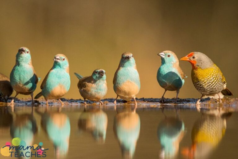 Fun Facts About Birds - Mama Teaches
