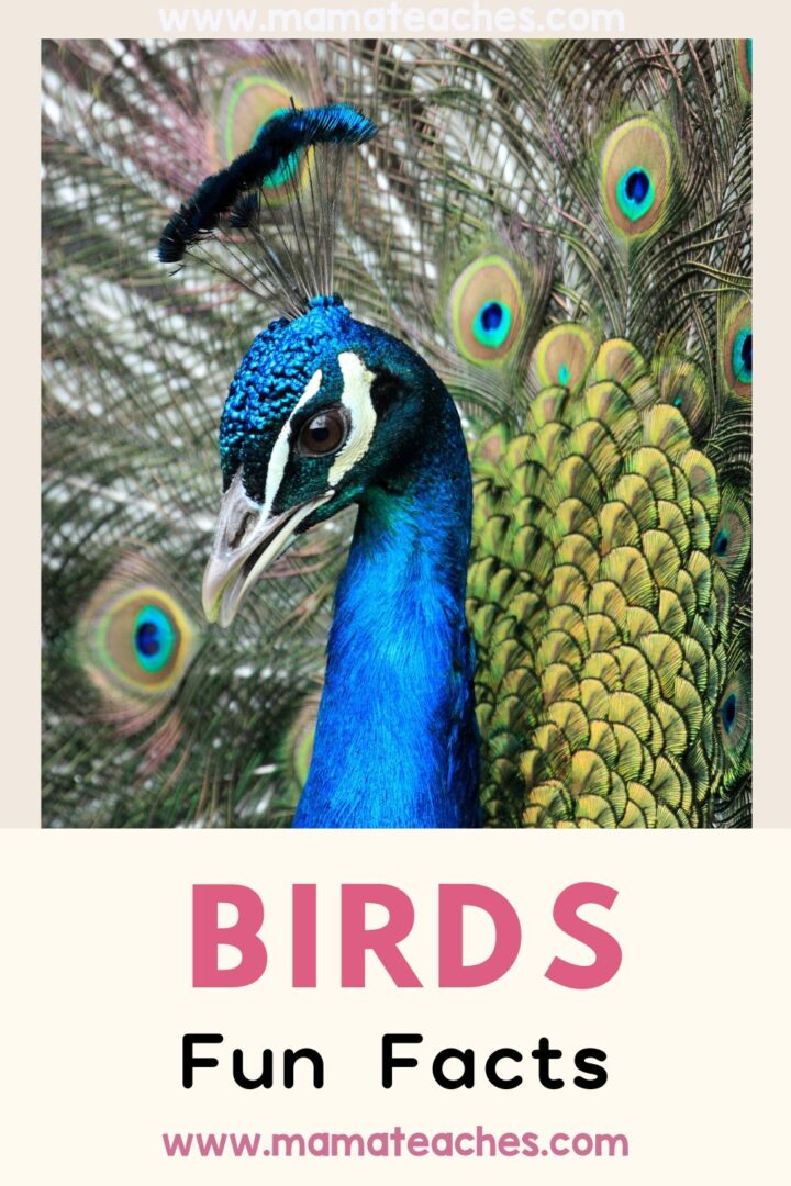 Fun Facts About Birds - Mama Teaches