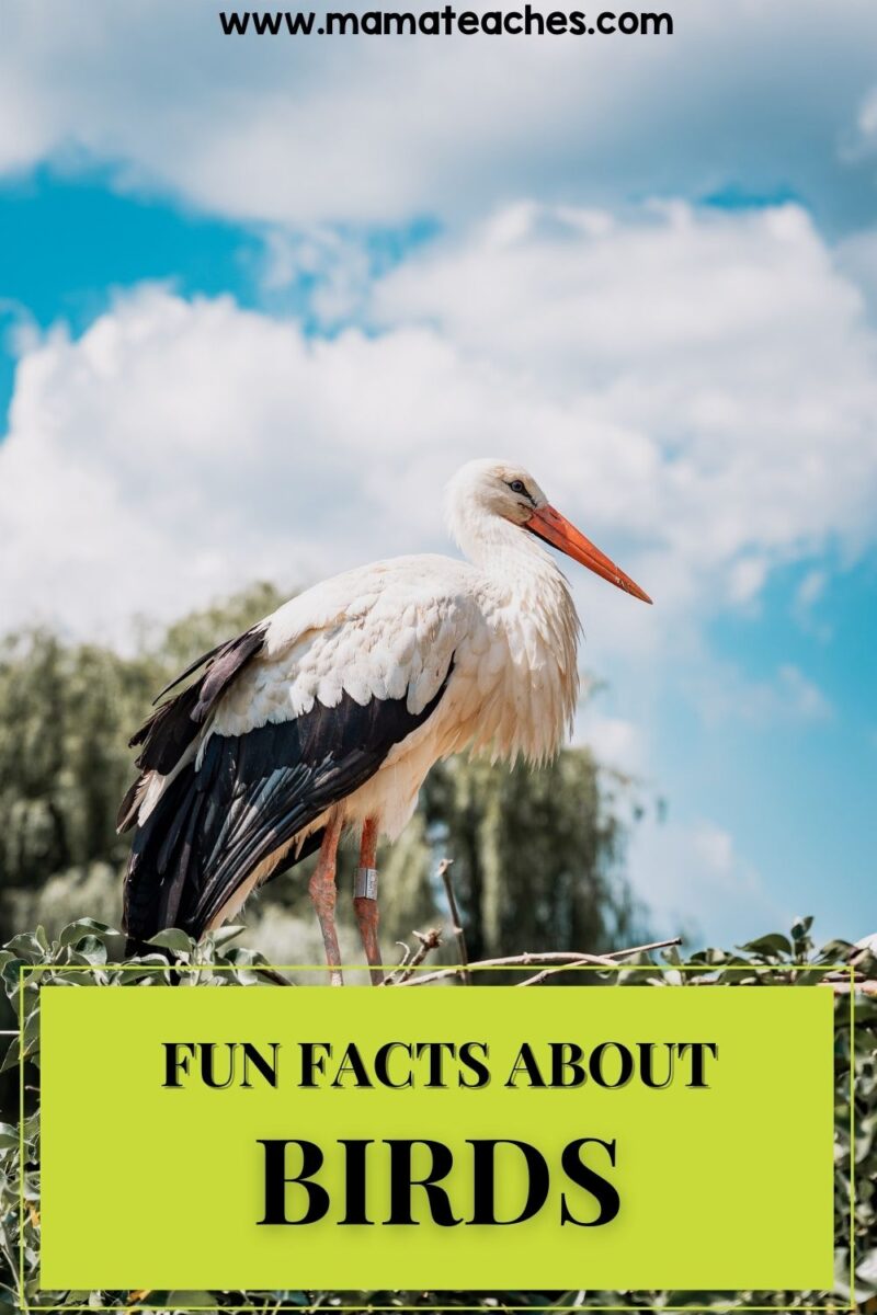 Fun Facts About Birds - Mama Teaches