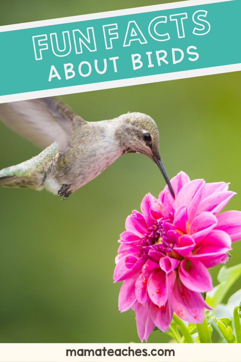 Fun Facts About Birds - Mama Teaches
