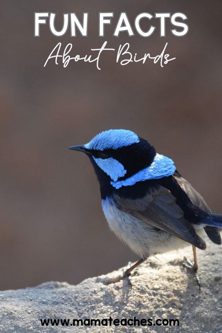 Fun Facts About Birds - Mama Teaches