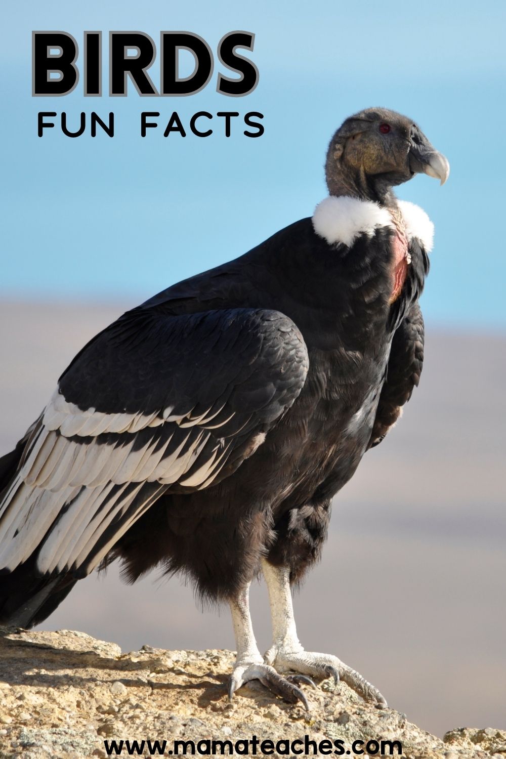 Fun Facts About Birds - Mama Teaches