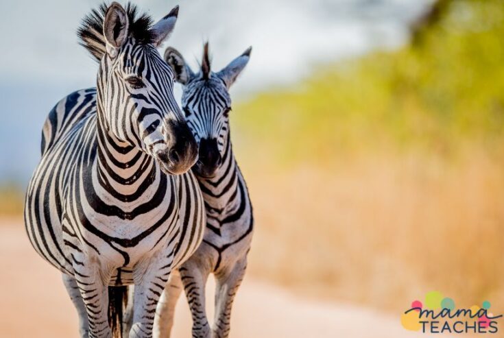 Interesting Facts about Zebras - Mama Teaches