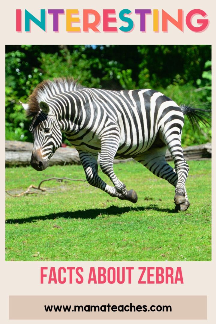Interesting Facts about Zebras - Mama Teaches