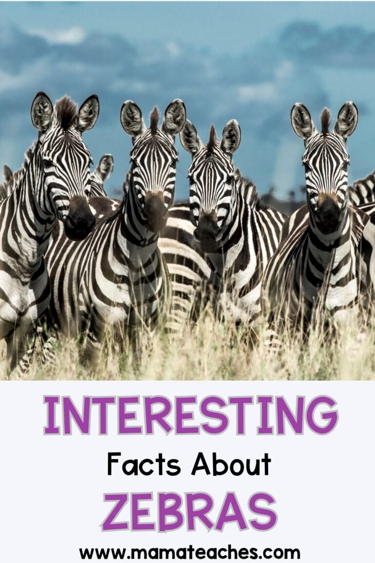 Interesting Facts about Zebras - Mama Teaches