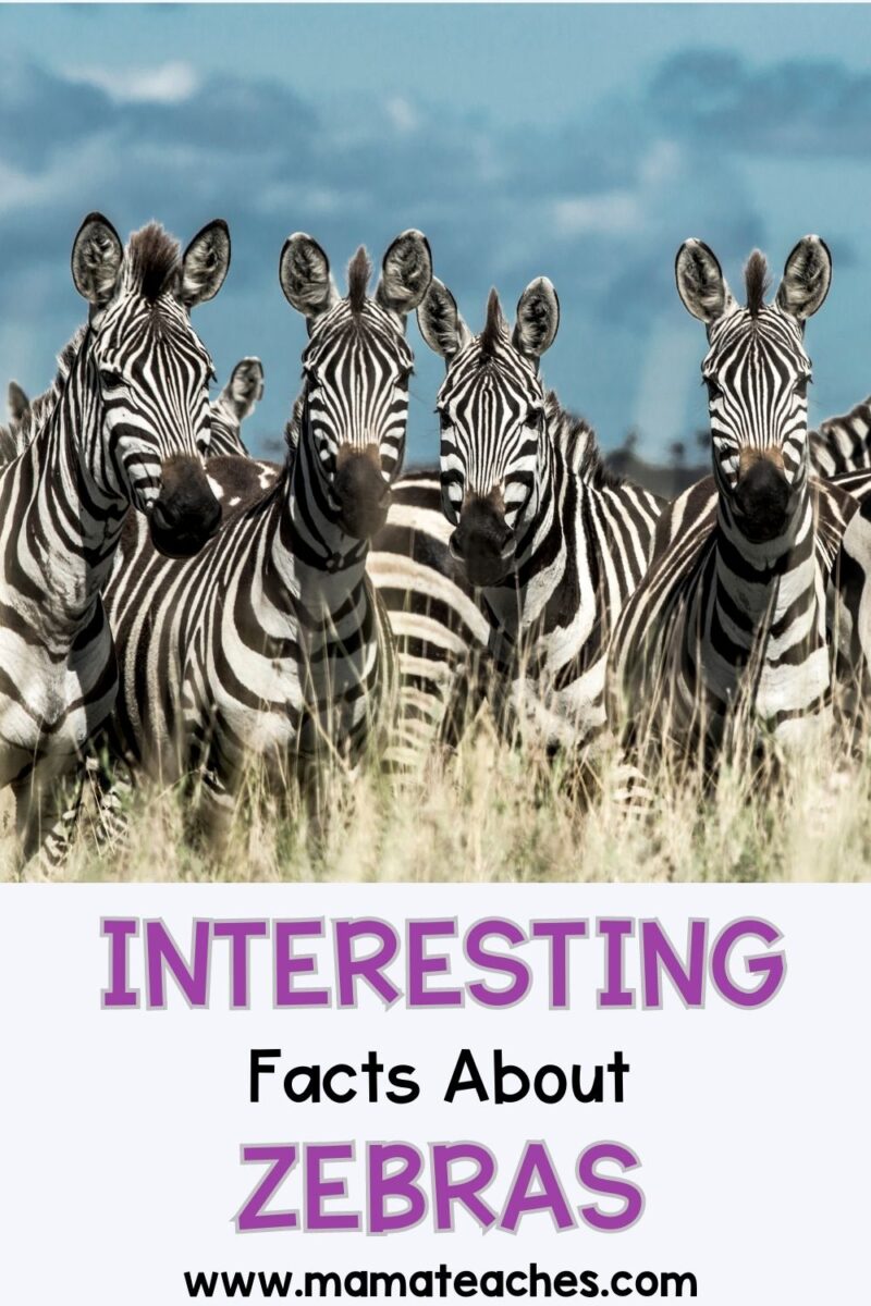 Interesting Facts about Zebras - Mama Teaches