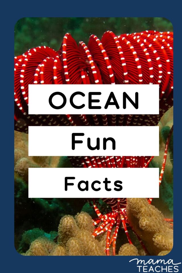Fun Facts About the Ocean - Mama Teaches