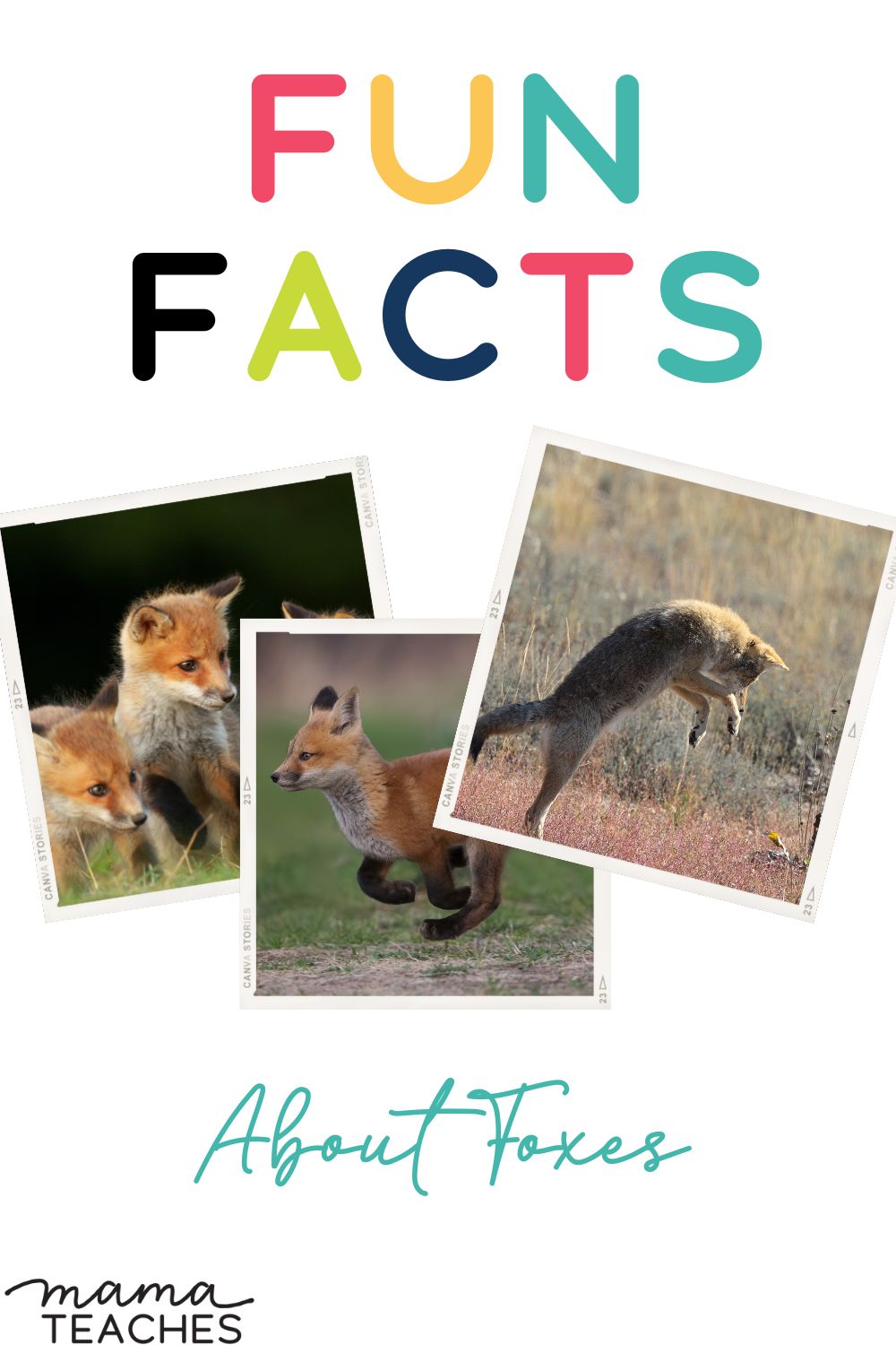 Fun Facts about Foxes - Mama Teaches
