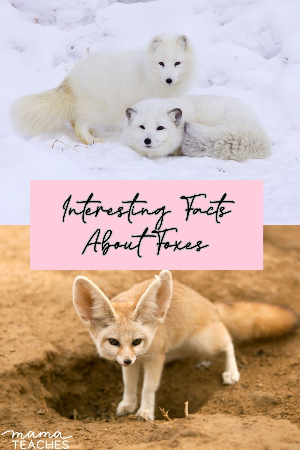 Fun Facts about Foxes - Mama Teaches