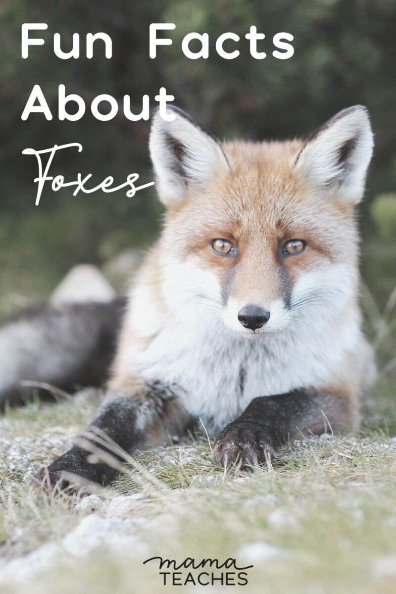 Fun Facts about Foxes - Mama Teaches