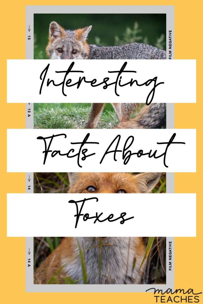 Fun Facts about Foxes - Mama Teaches