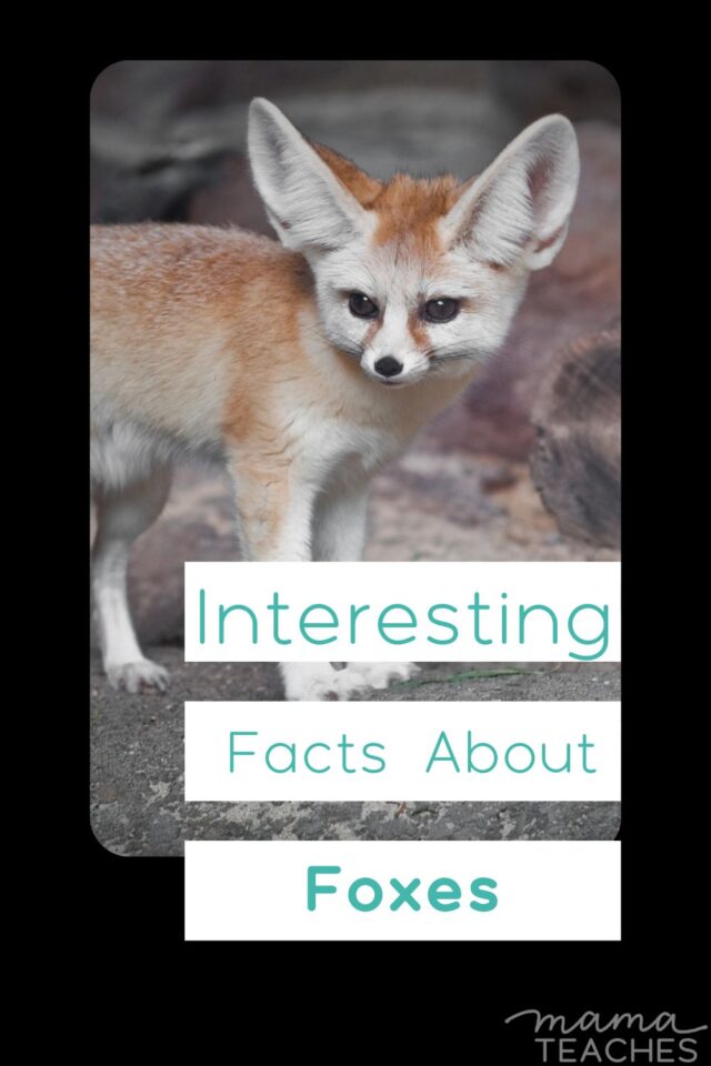 Fun Facts about Foxes - Mama Teaches