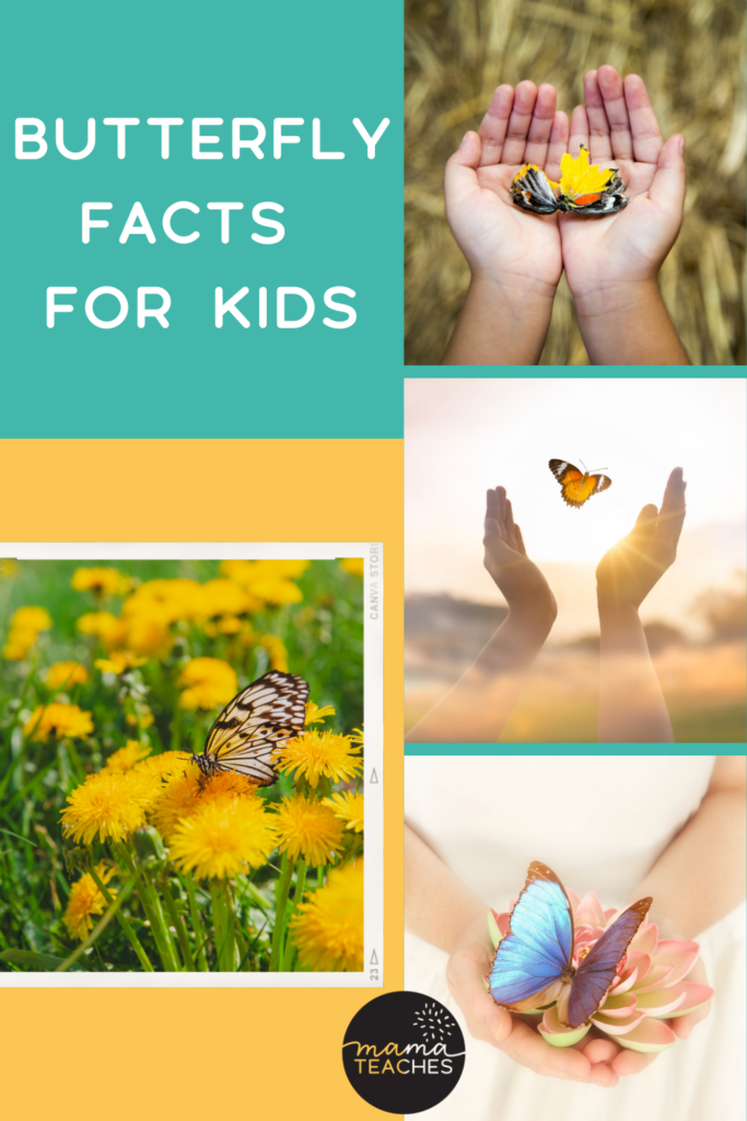 Butterfly Facts for Kids - Mama Teaches